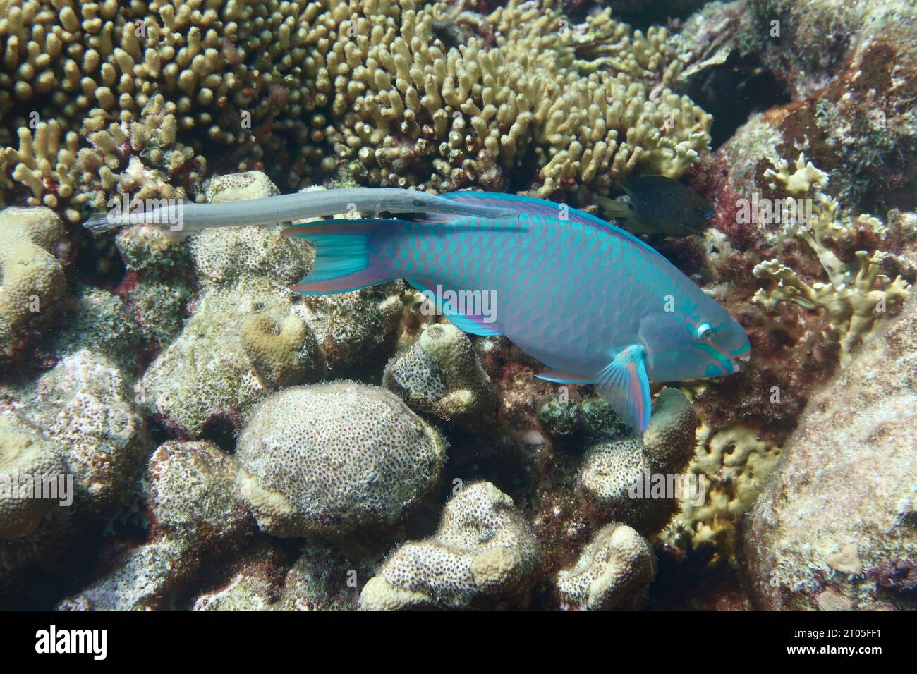 Colourful Parrot Fish and friends Stock Photo - Alamy