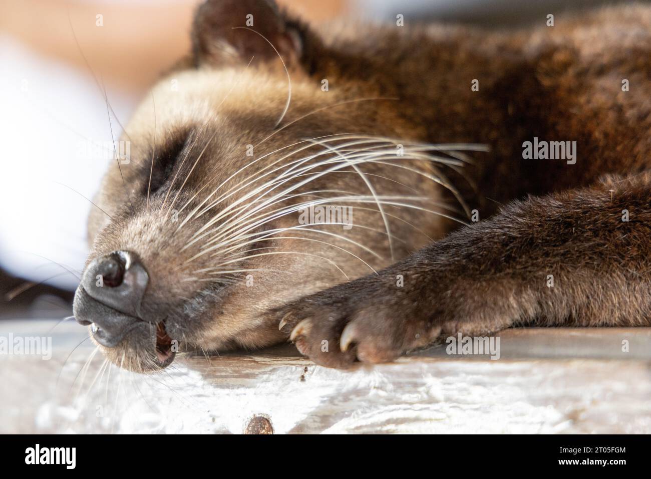 A sleeping Asian Palm Civet (Paradoxurus hermaphroditus) in Bali Stock ...