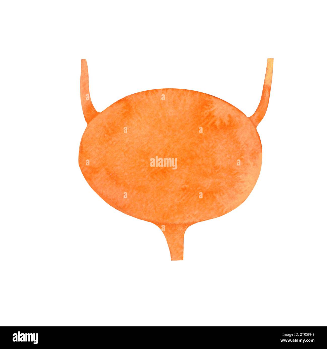 human bladder, internal organs drawn by watercolor, isolated medical ...