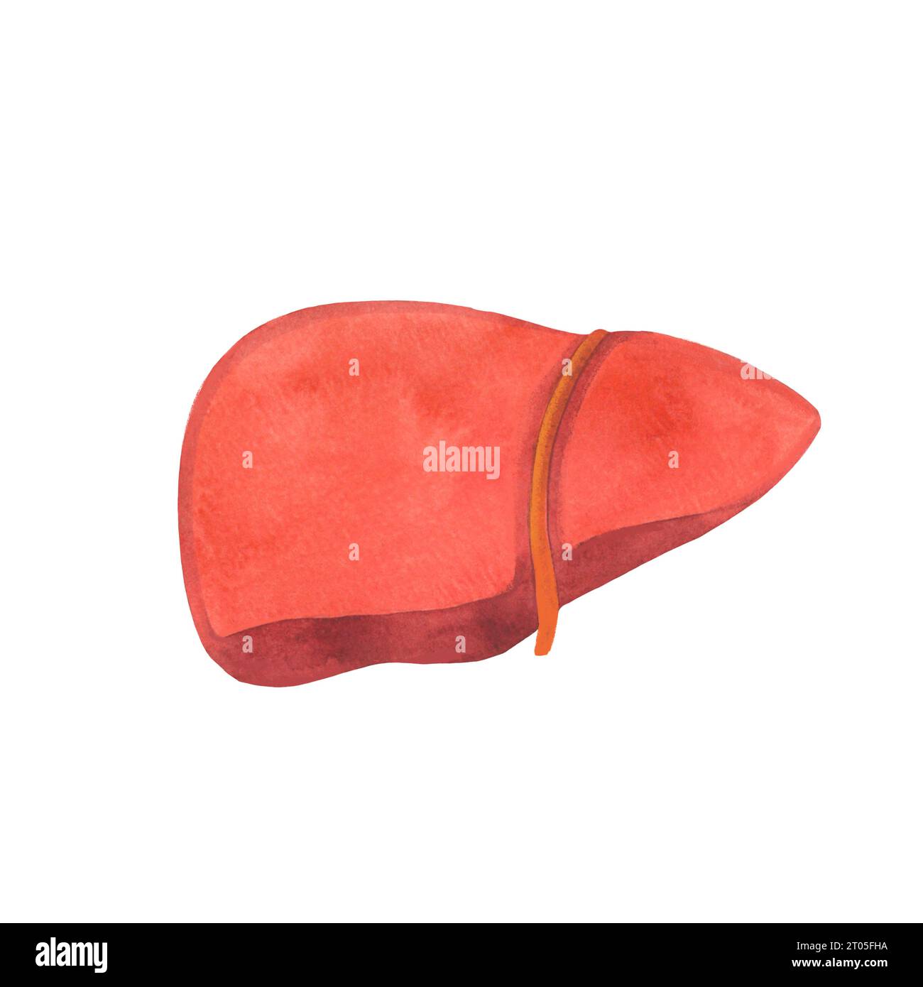 human liver, internal organs drawn by watercolor, isolated medical ...