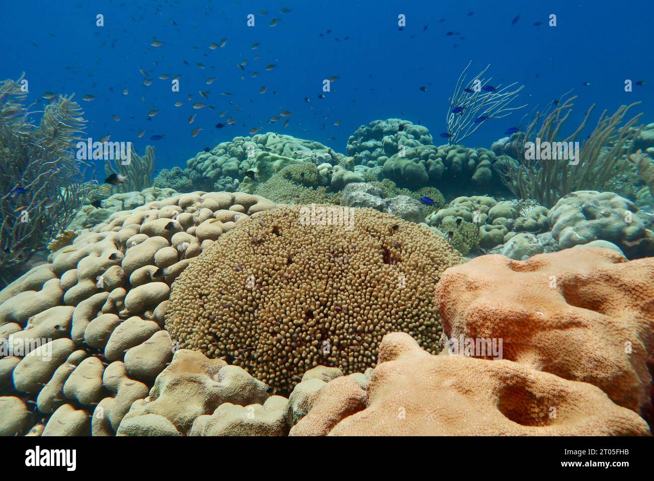 Sea corals reef sponges hi-res stock photography and images - Alamy