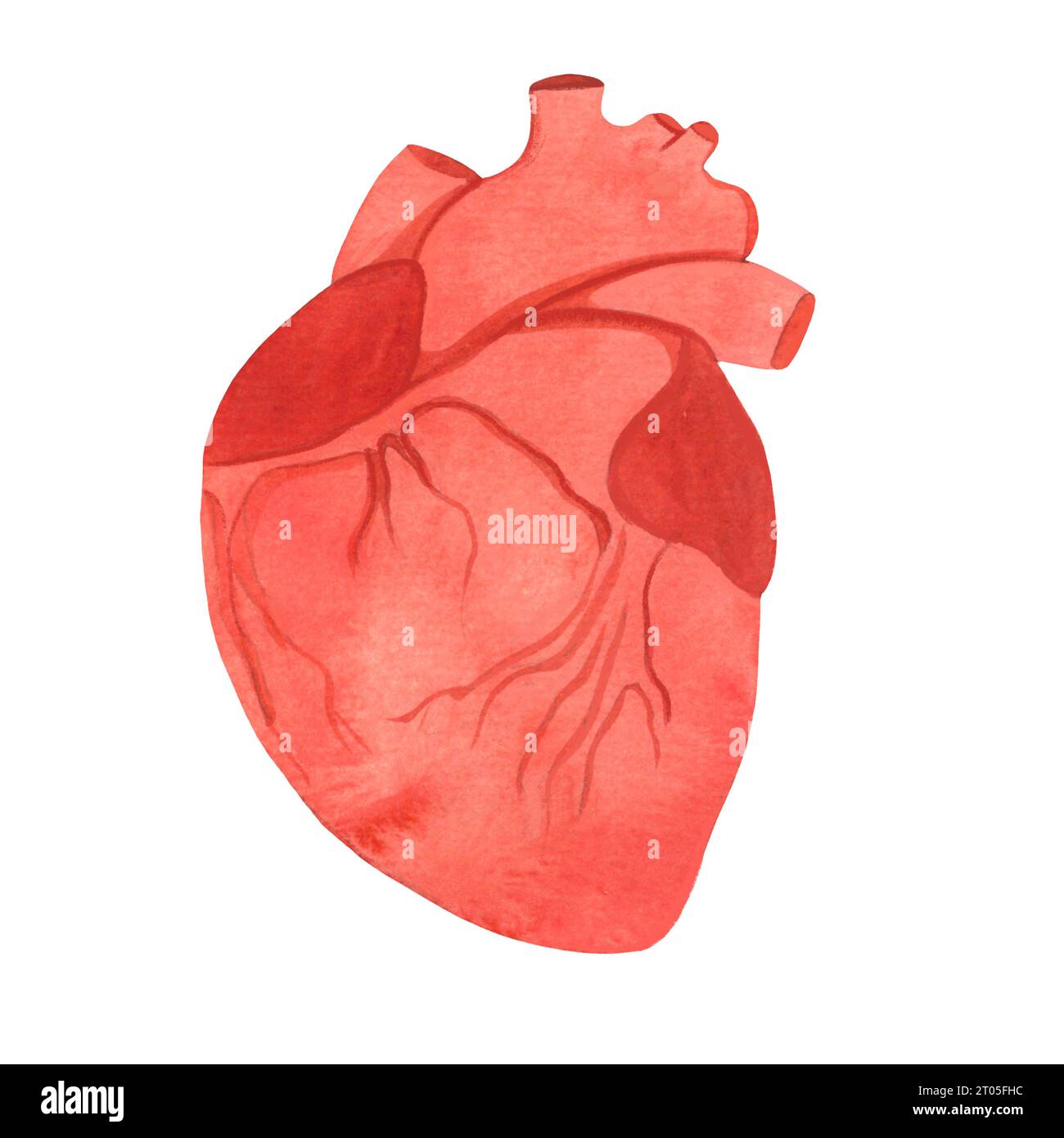 human heart, internal organs drawn by watercolor, isolated medical ...