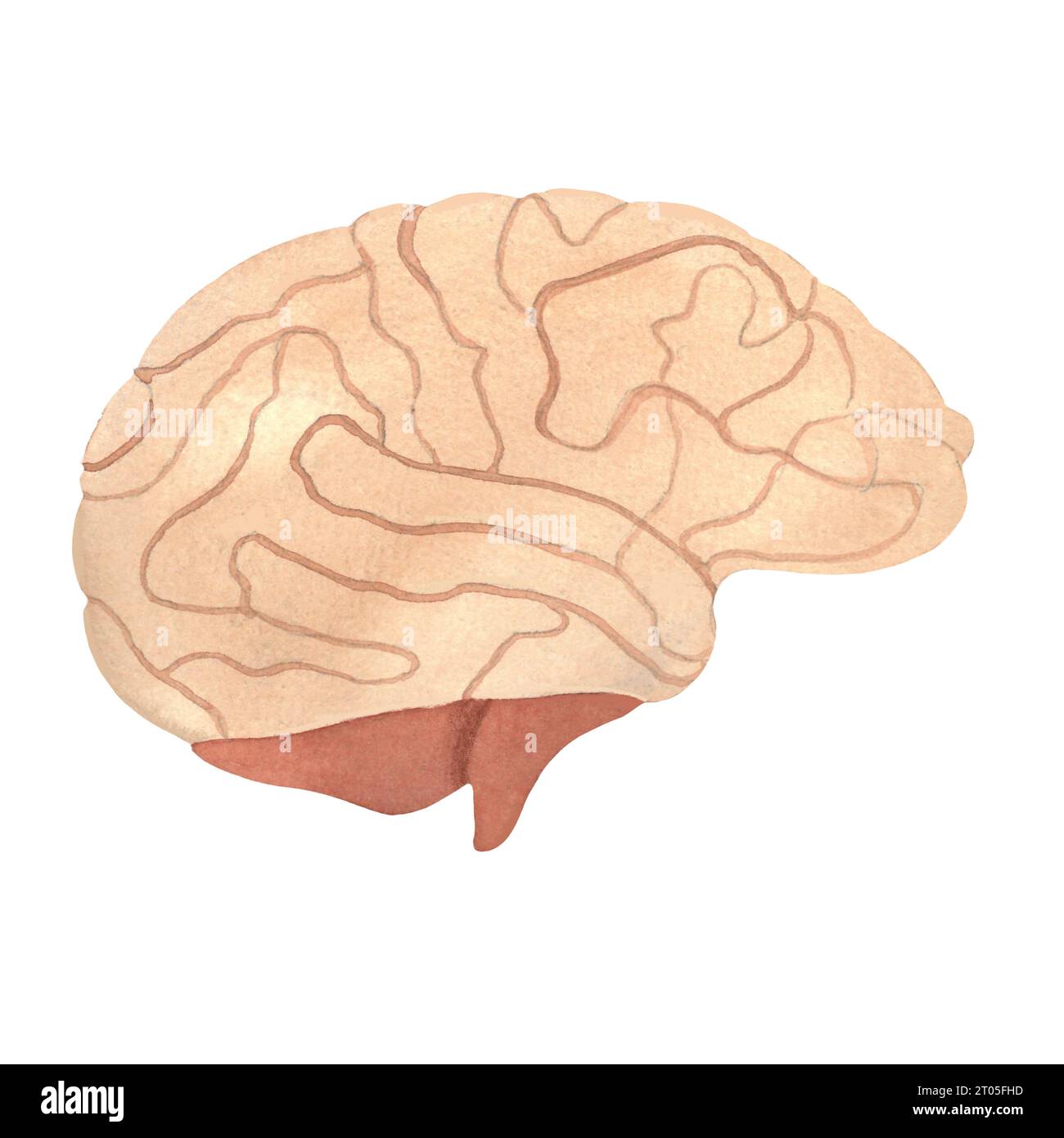 human brain, internal organs drawn by watercolor, isolated medical ...