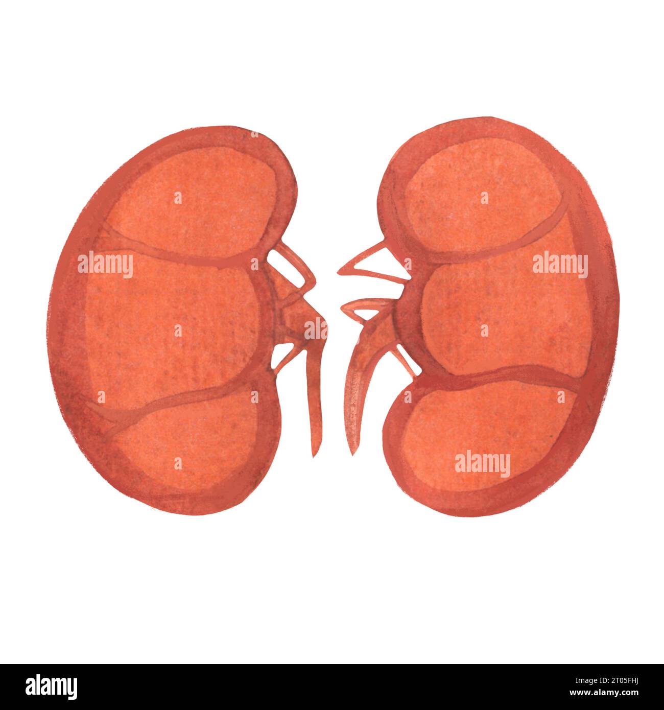 human kidneys painted in watercolor, internal organs, illustration ...