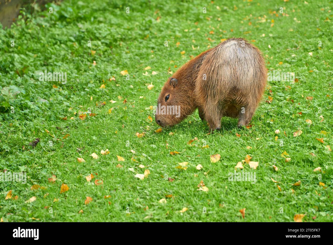 Capybara in an enclosure at Chester zoo, Cheshire, UK Stock Photo - Alamy
