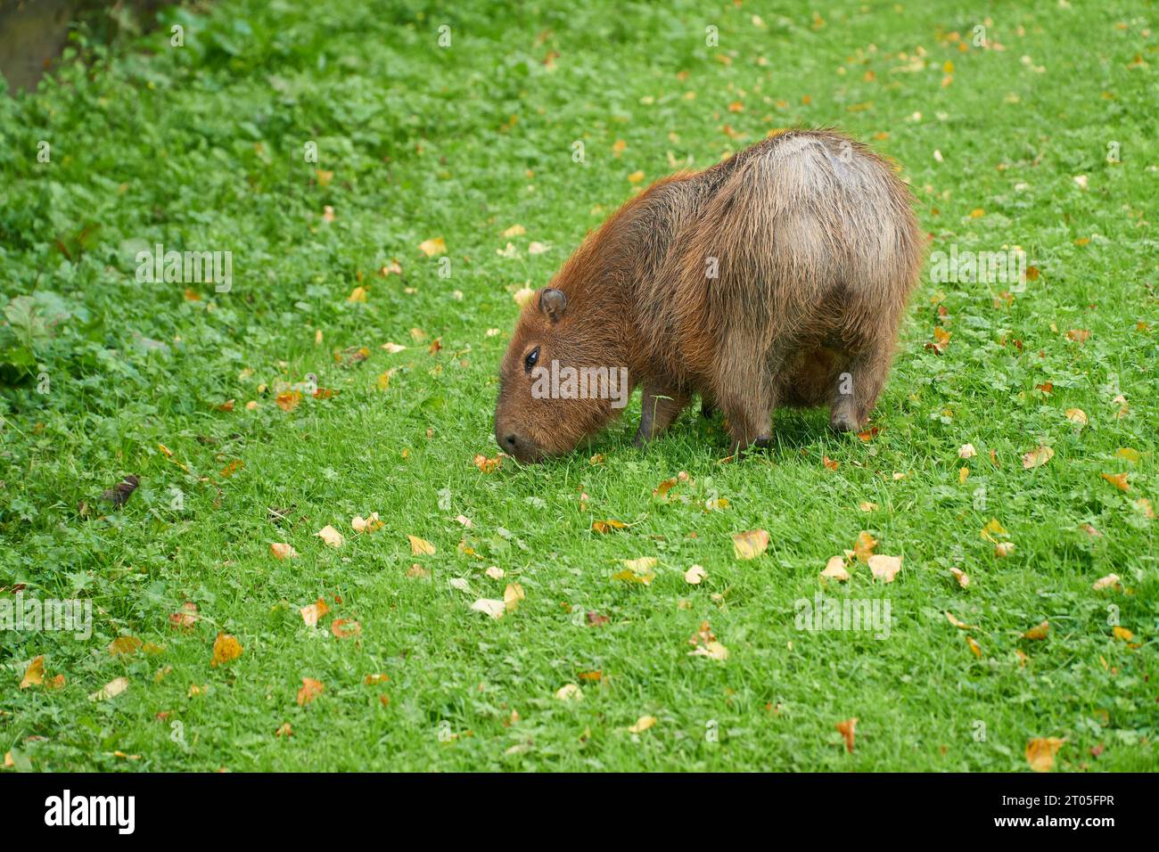 Capybara in an enclosure at Chester zoo, Cheshire, UK Stock Photo - Alamy
