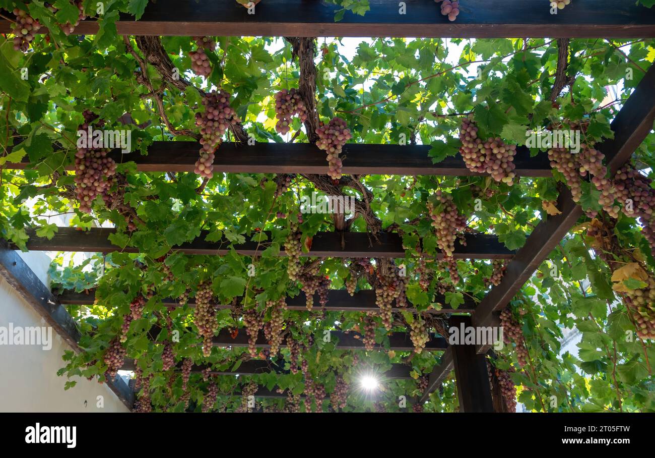Grapevine pergola hi-res stock photography and images - Alamy
