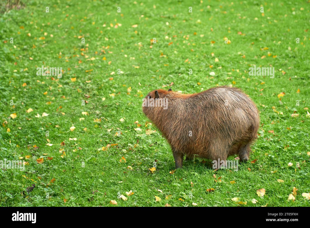 Capybara in an enclosure at Chester zoo, Cheshire, UK Stock Photo - Alamy