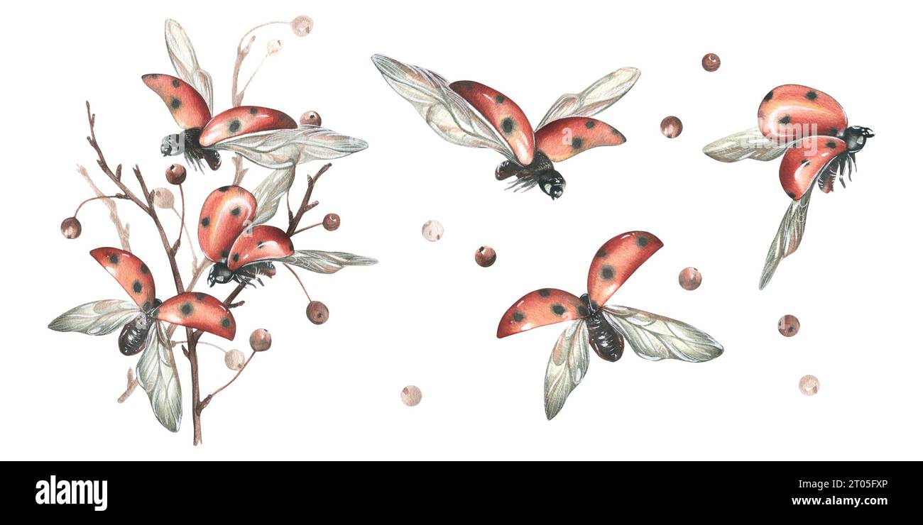 Red ladybugs with black dots flying with apple tree branches. Hand ...