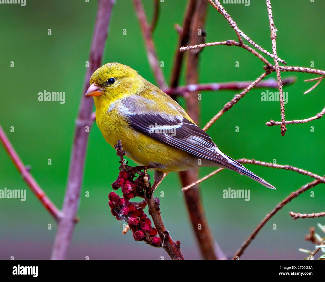 Goldfinch female perched on a Red Stag horn Sumac Plant and a green ...