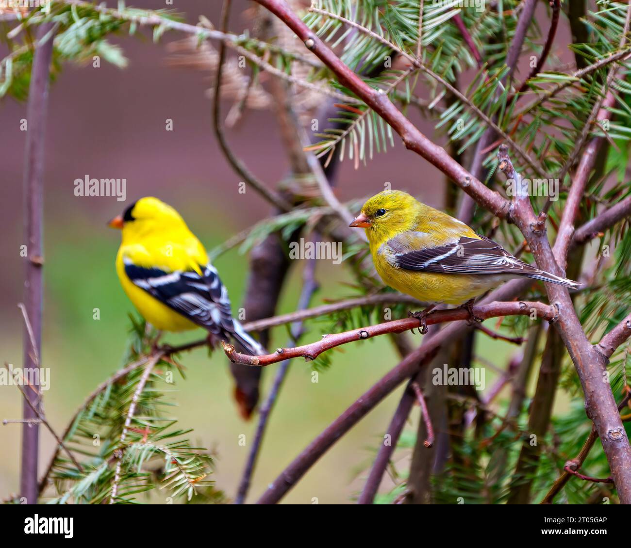Goldfinch close-up side view couple perched on a branch with forest ...