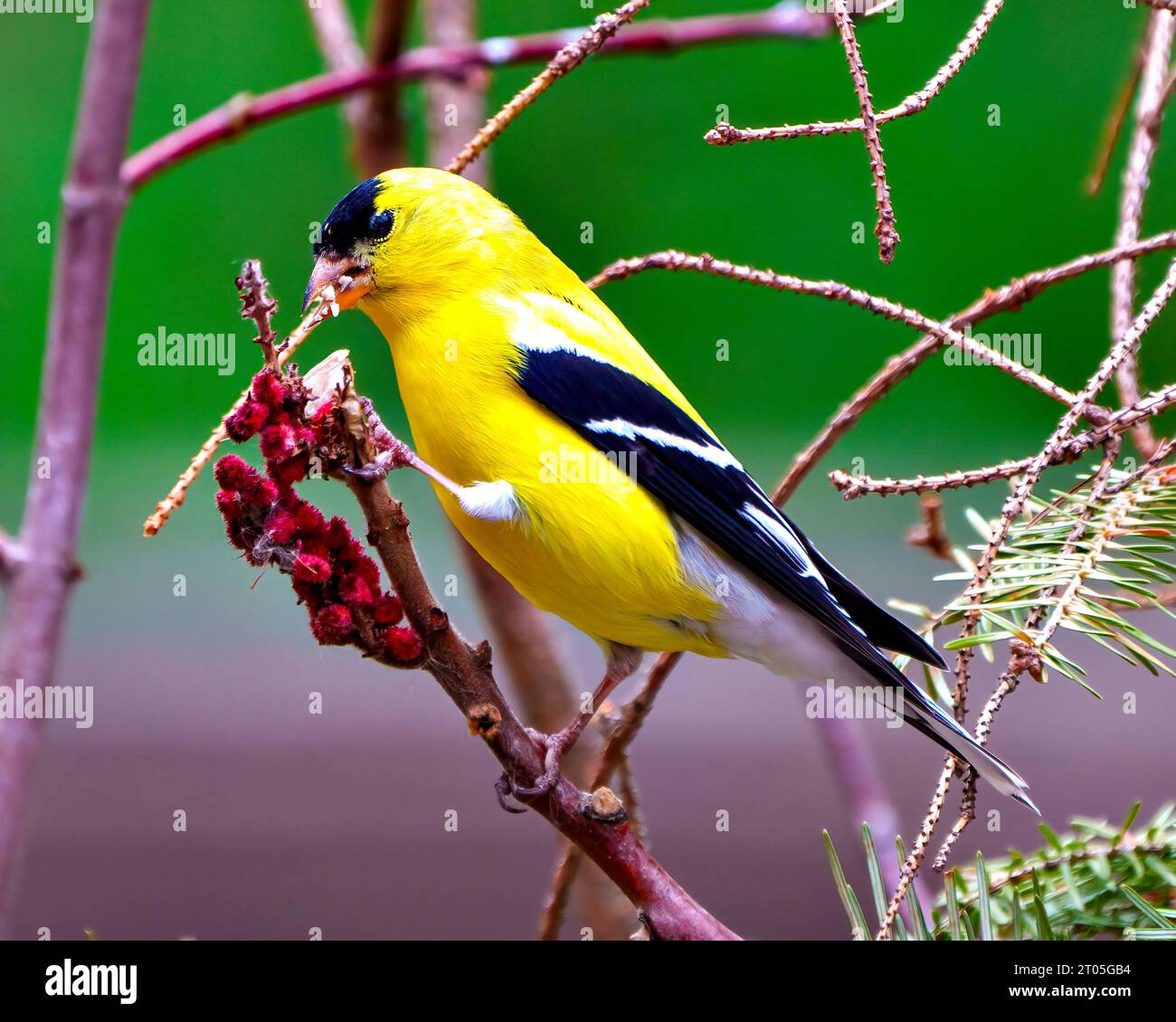 Goldfinch male close-up side view perched on a red stag horn sumac ...