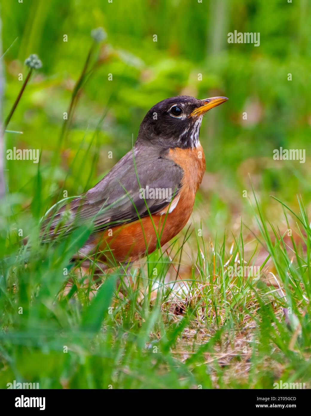 American Robin head close-up side view standing in marsh grass ground ...