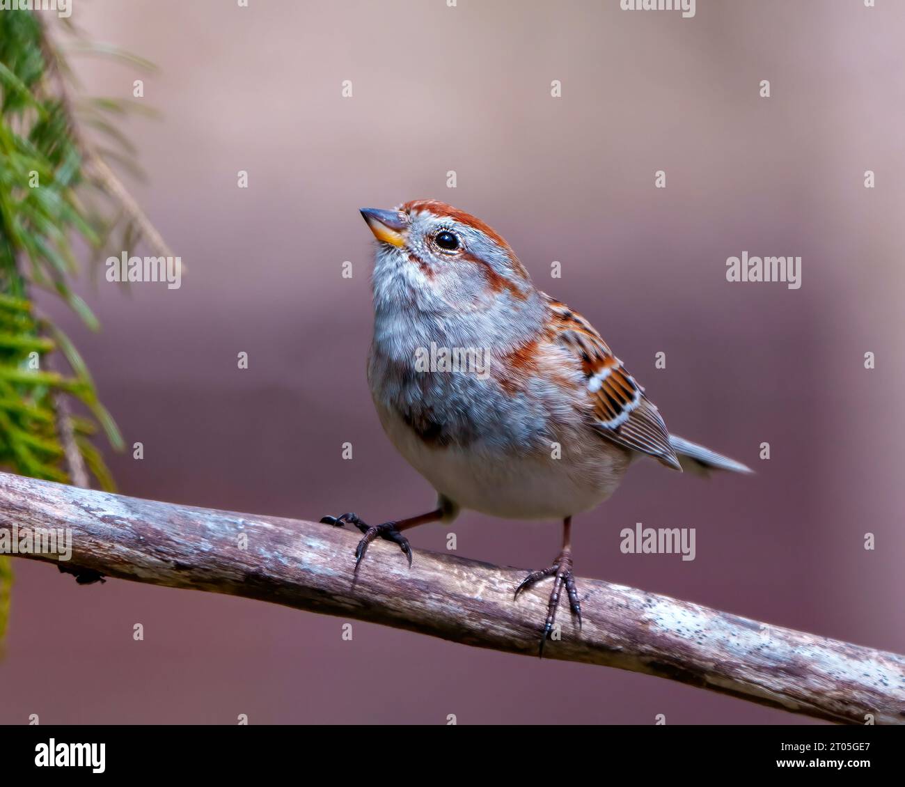 American Tree Sparrow close-up profile view perched on a branch with a ...