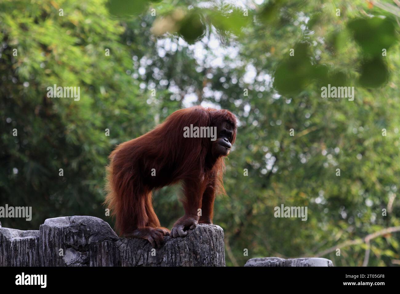 Yogyakarta, Indonesia. October 4, 2023, Yogyakarta, Special Region of ...