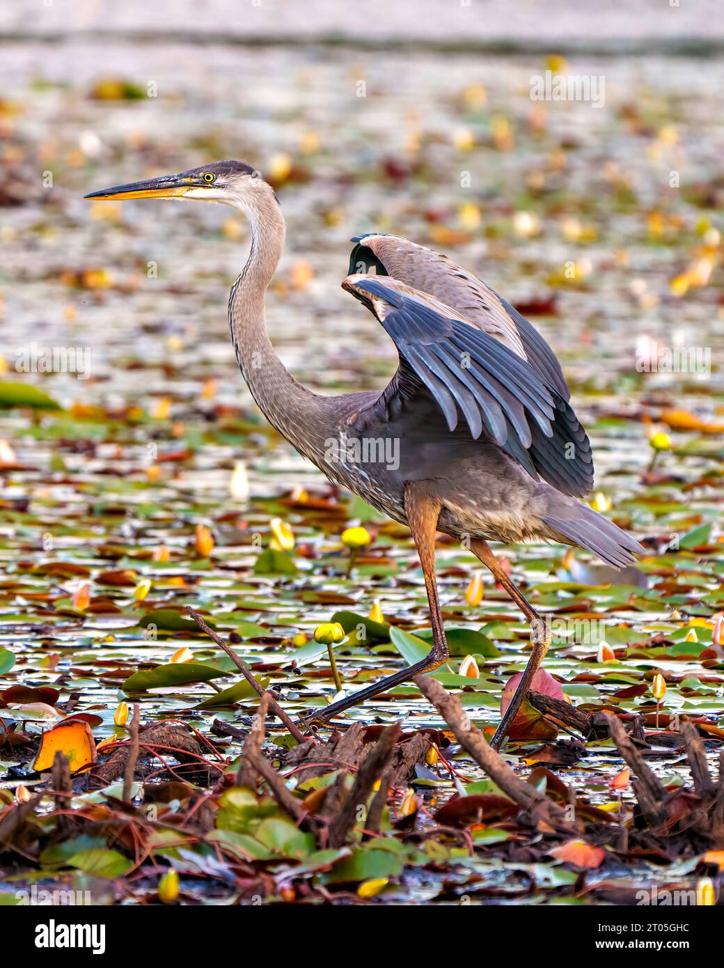 Blue Heron close-up side view with spread wings in water with water ...