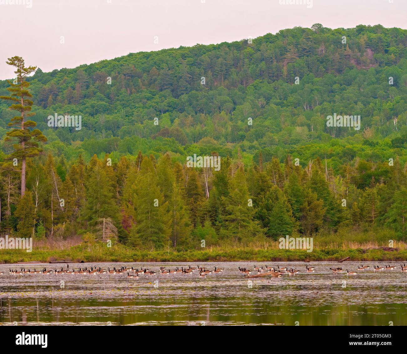 Canada Geese group resting on water with a forest landscape scenery ...
