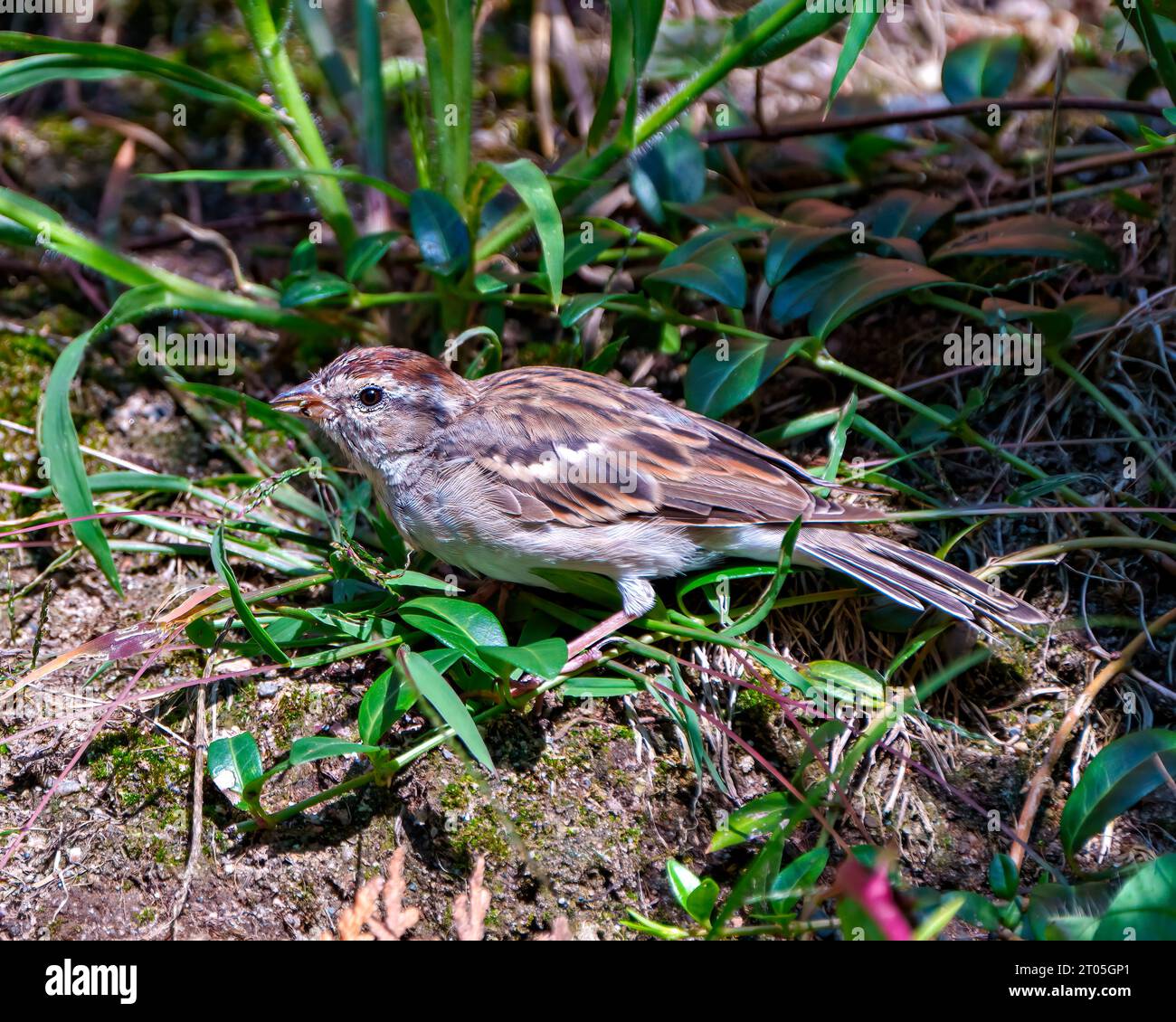 Chipping Sparrow juvenile bird close-up side view standing on moss with ...