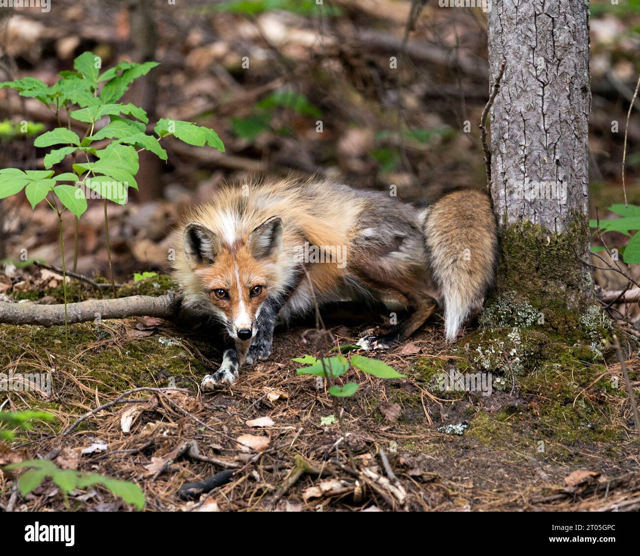 Red Fox close-up profile view in the forest with moss and blur ...