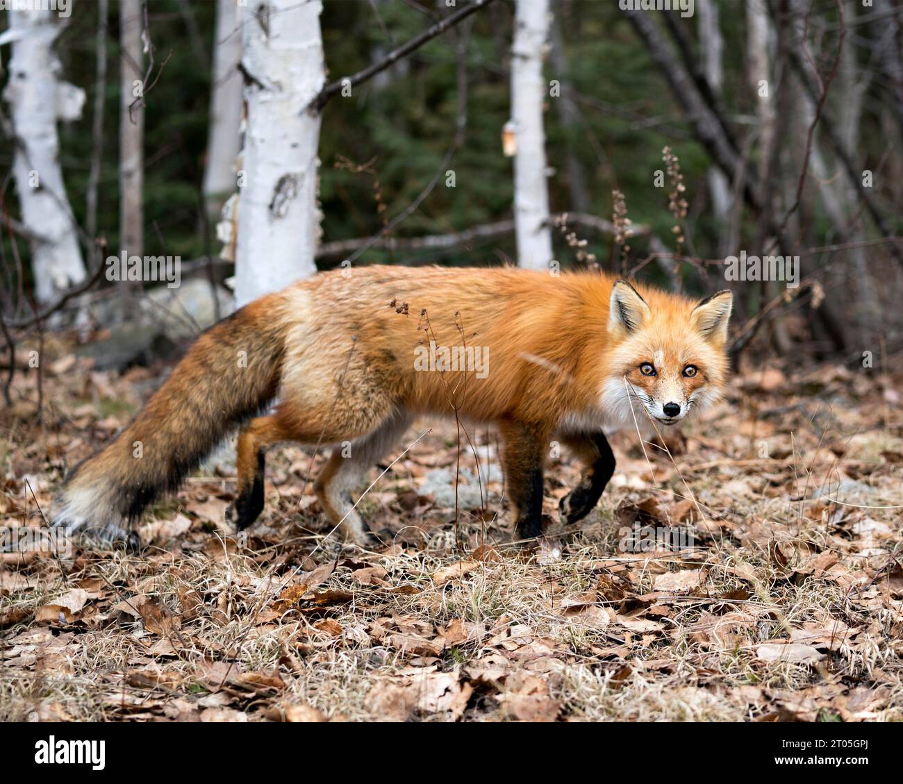 Red Fox close-up profile view looking at camera in the spring season ...