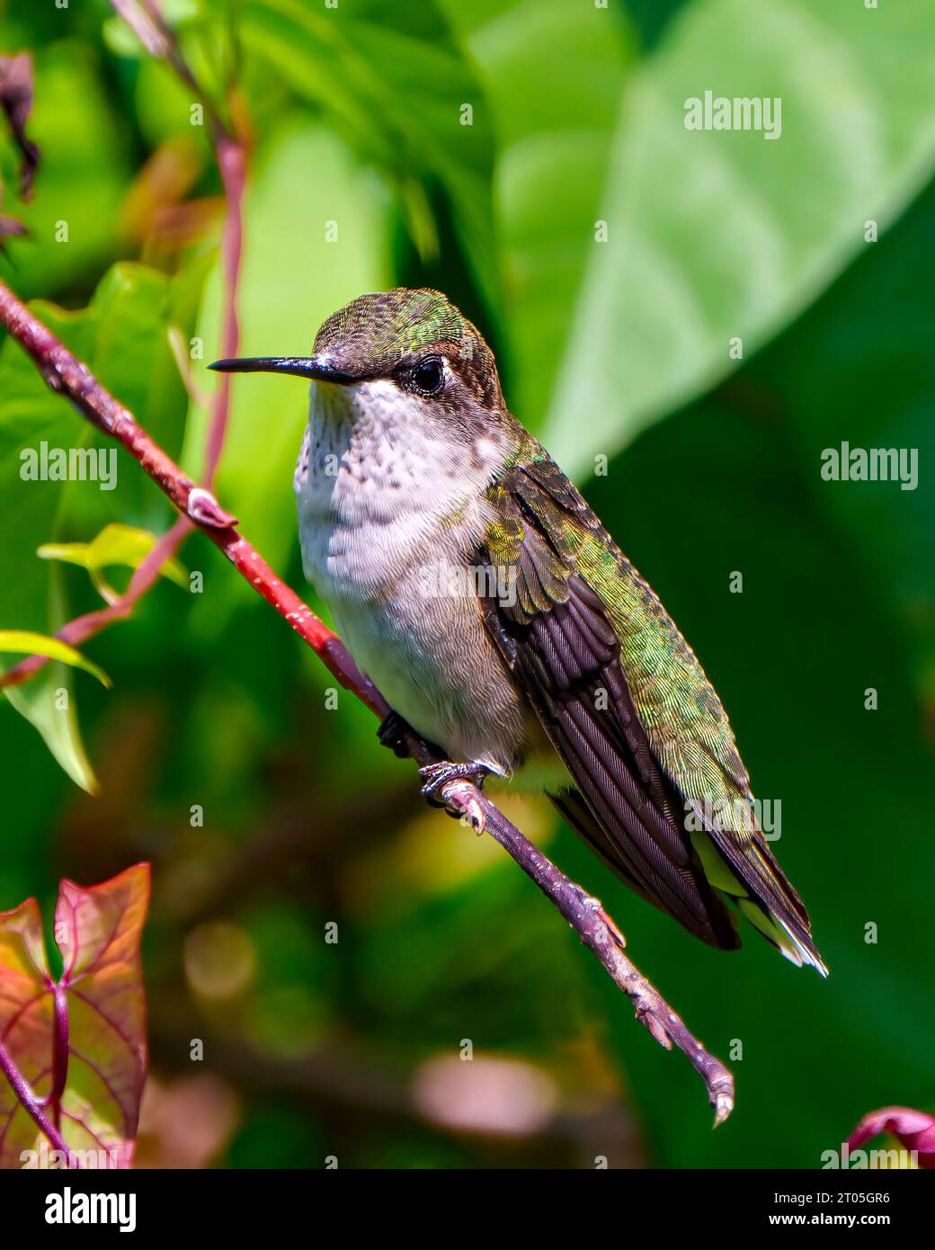 Hummingbird close-up side view perched on a branch displaying beautiful ...