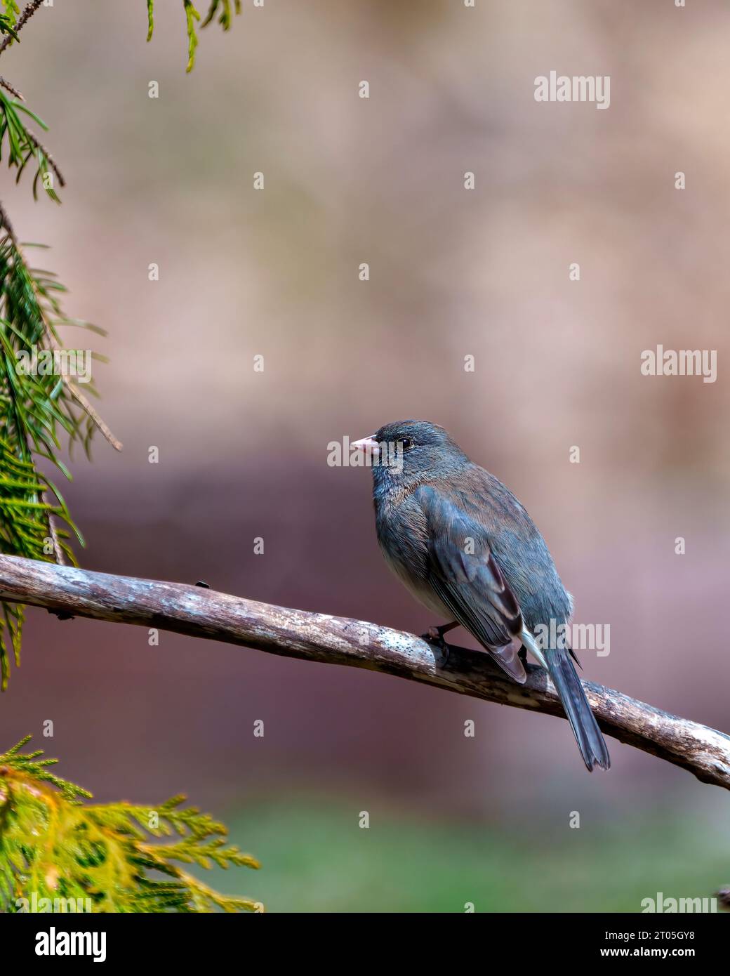 State Coloured Junco perched on a tree branch with a soft brown ...