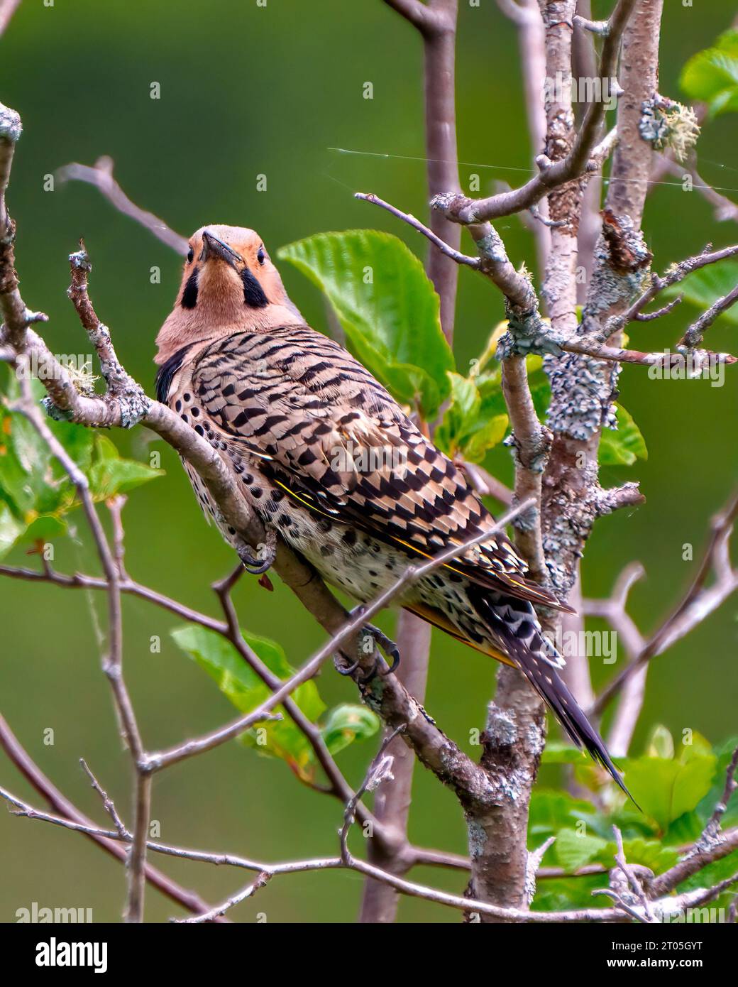 Northern Flicker male side view close-up perched on a branch with green ...