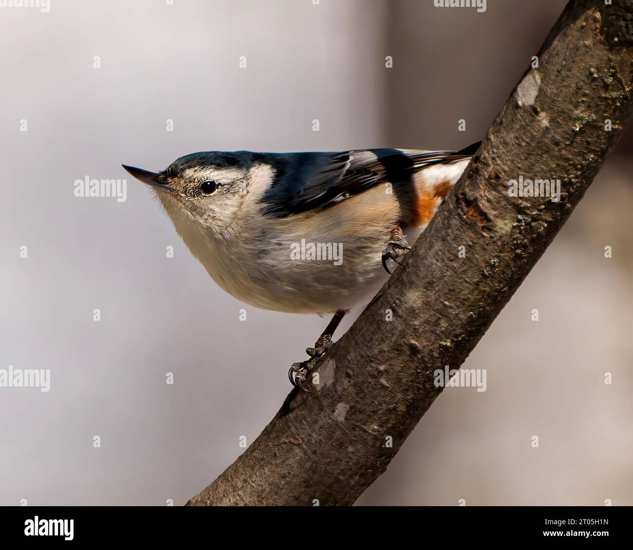 White breasted nuthatch calendar image hi-res stock photography and ...