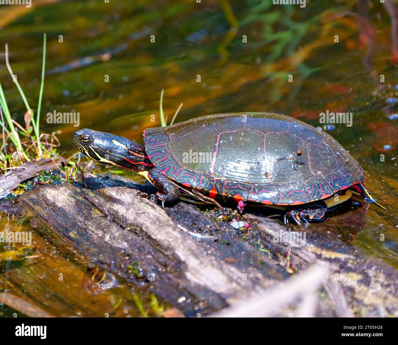Painted turtle resting on a moss log in the pond with marsh vegetation ...