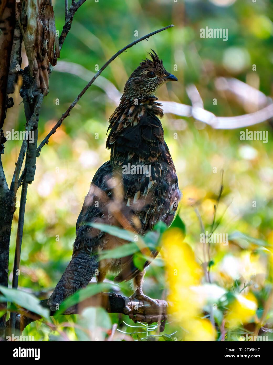 Partridge male ruffed grouse struts mating plumage in the forest with a ...