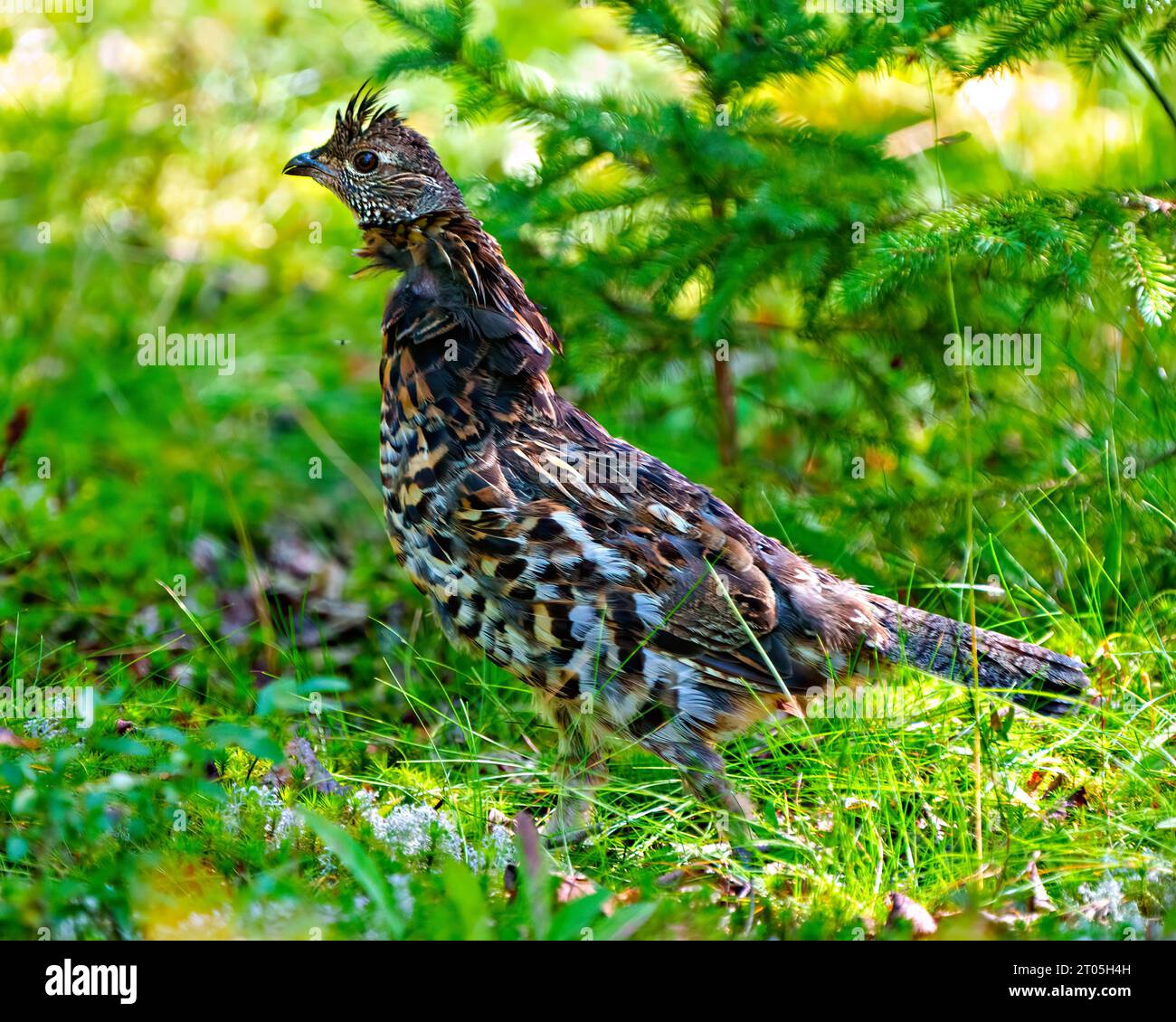 Partridge male ruffed grouse struts mating plumage in the forest with a ...
