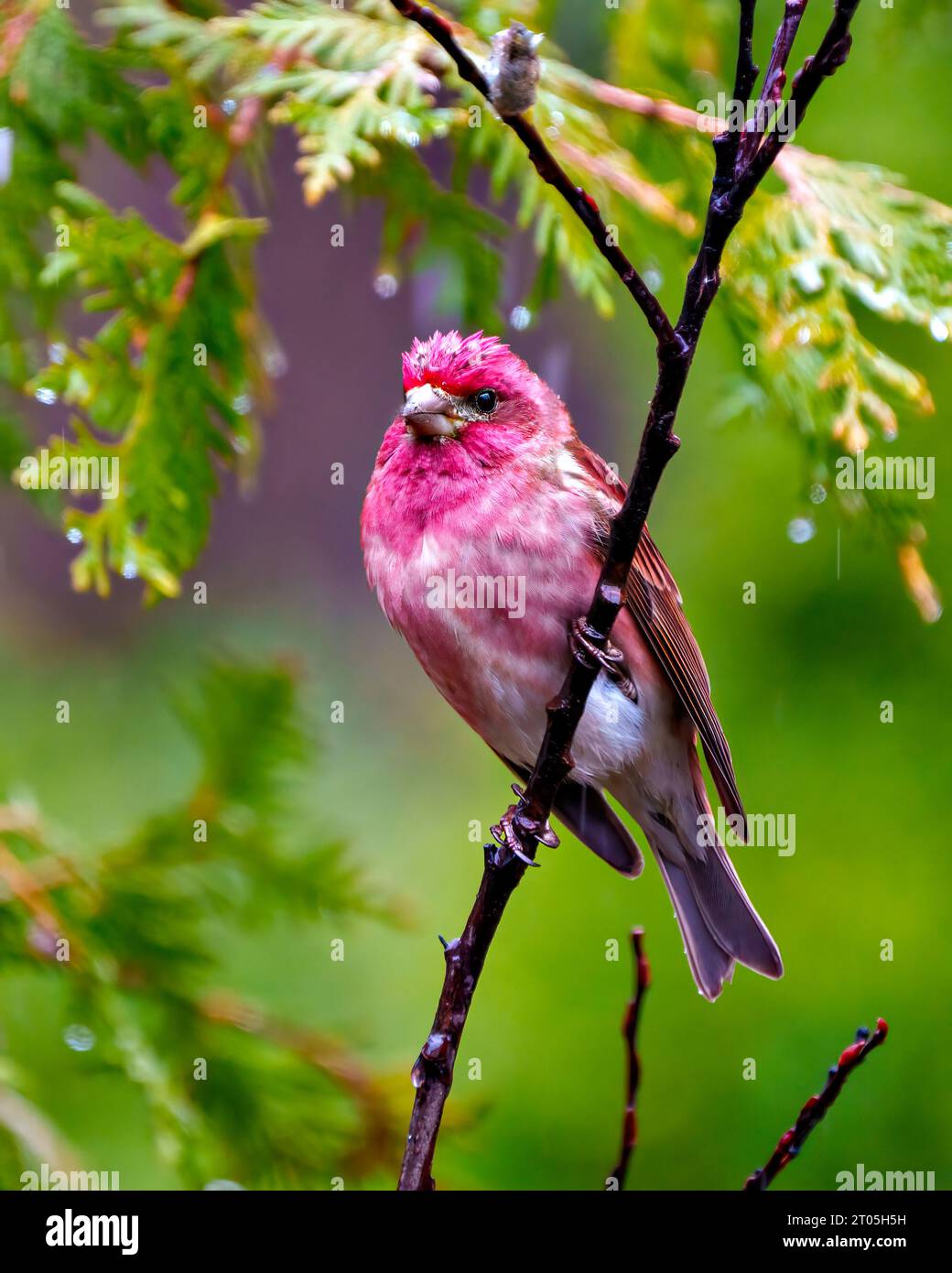 Finch male close-up front view, perched on a branch displaying red ...
