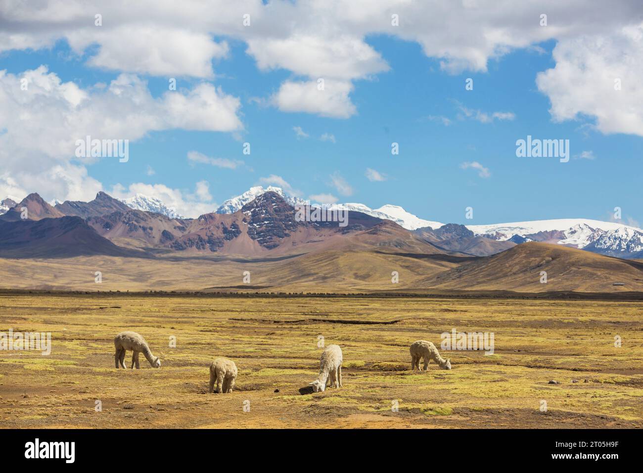 Peruvian alpaca in Andes, Peru, South America Stock Photo - Alamy
