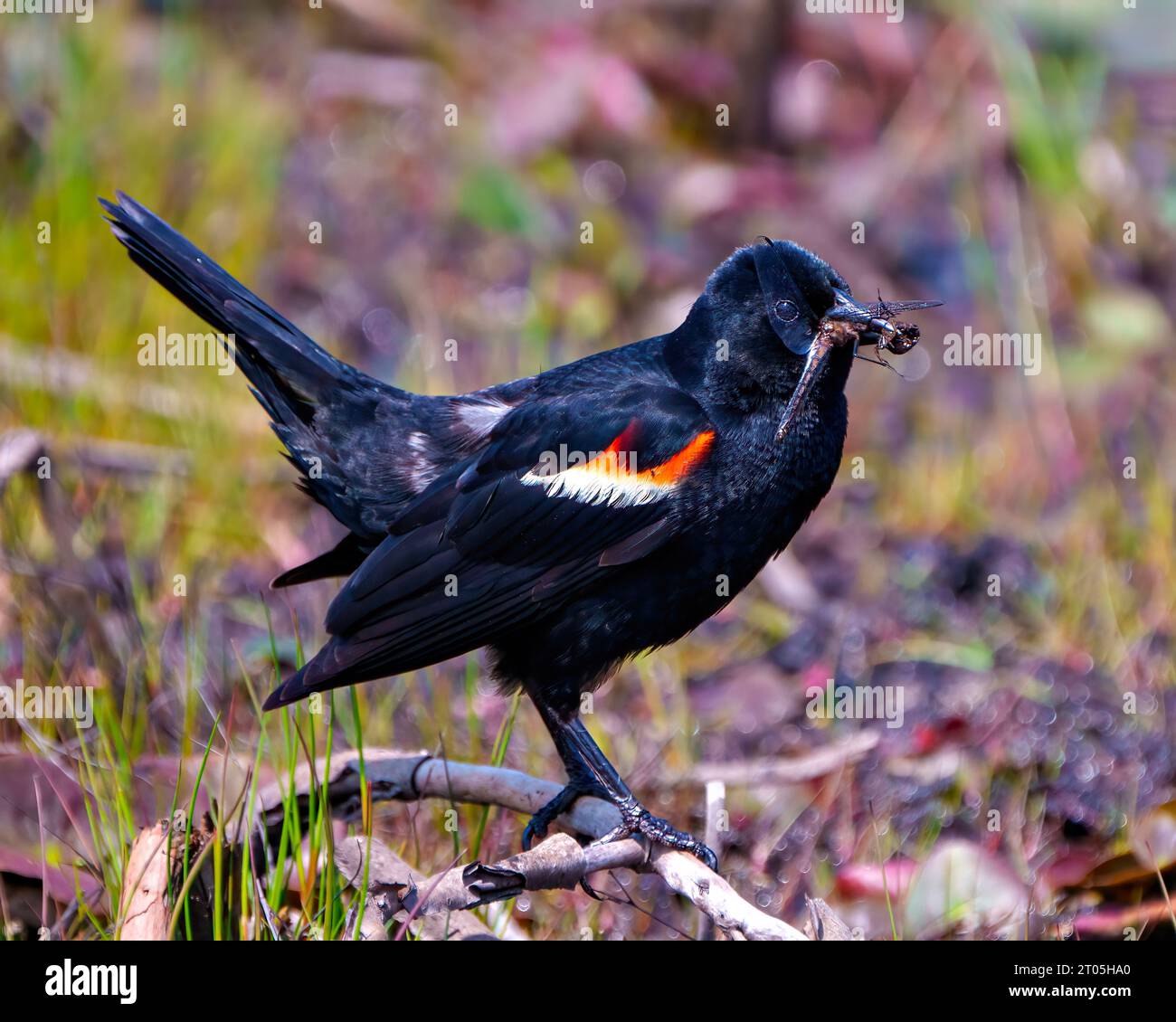 Red-Winged Blackbird male close-up side view perched on a branch in ...