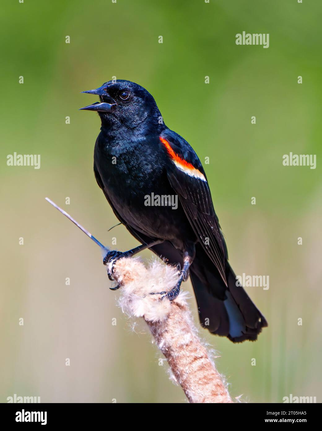 Portrait blackbird green screen hi-res stock photography and images - Alamy