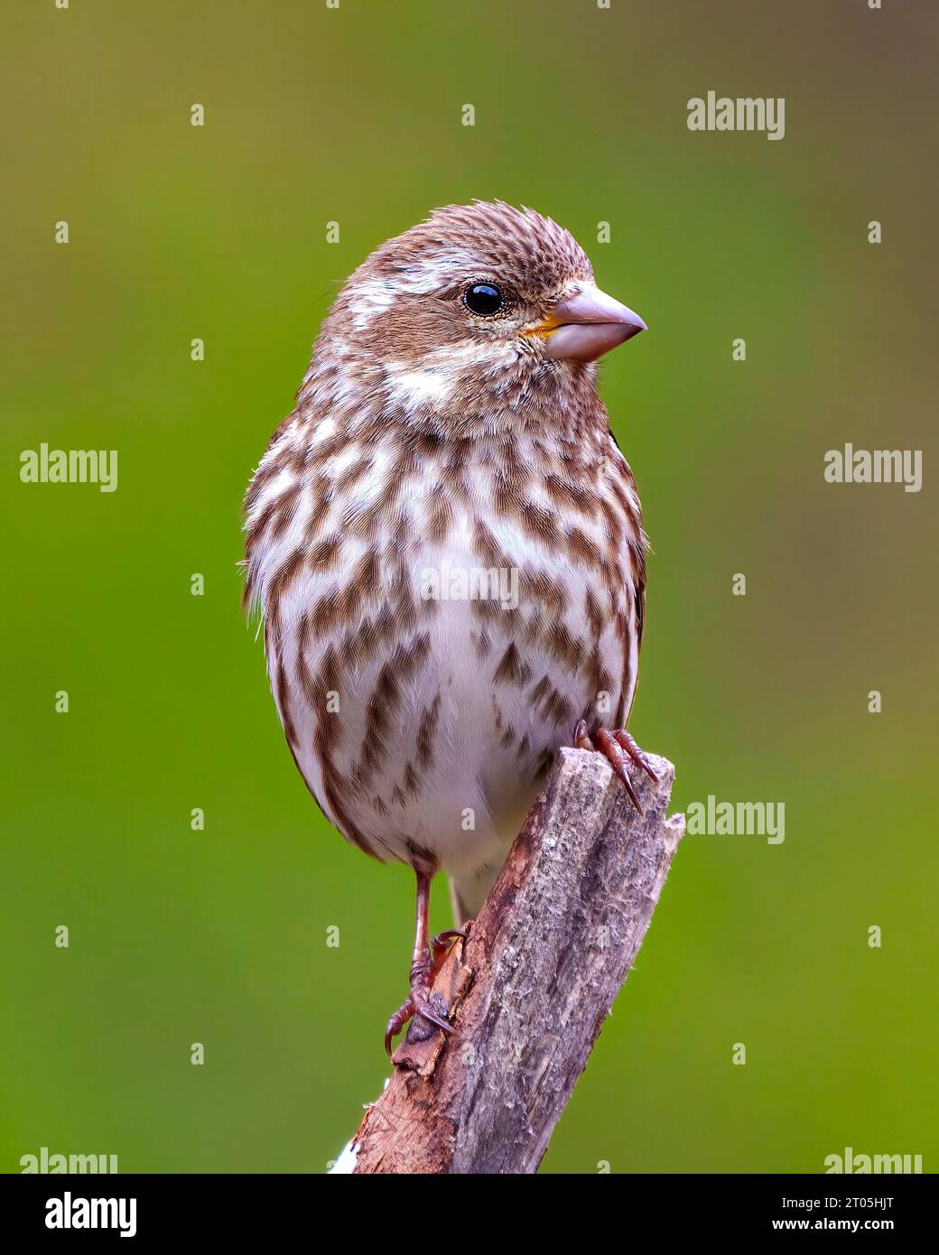 Sparrow close up front view perched on a branch with green background ...