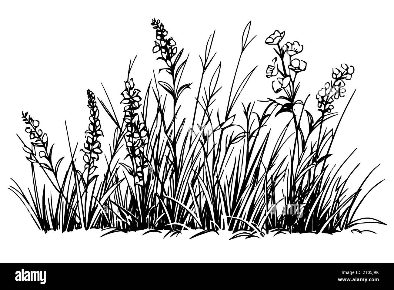 Wild flower line drawing ink sketch. Engraved style retro vector ...