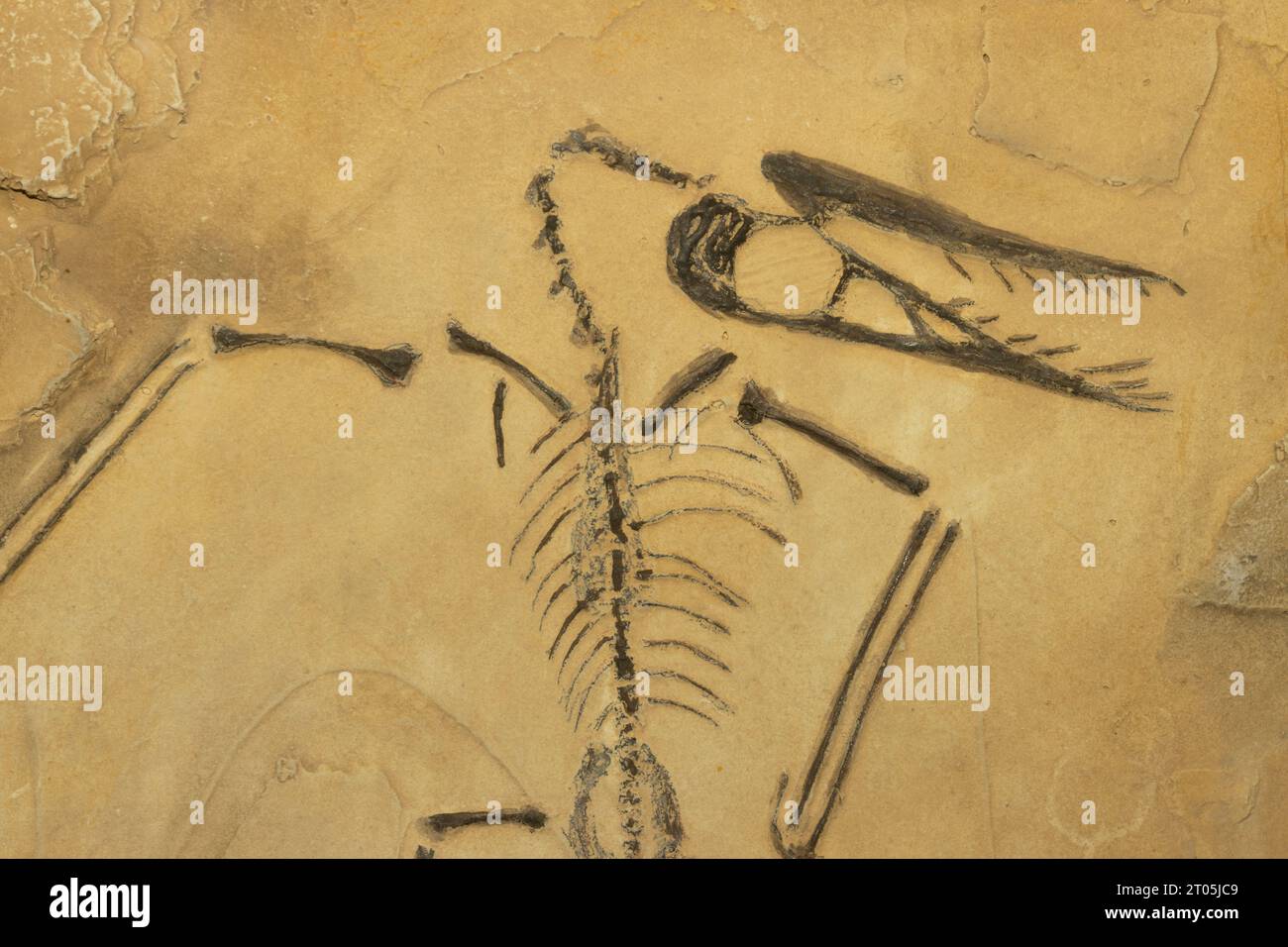 Flying dinosaur fossil hi-res stock photography and images - Alamy