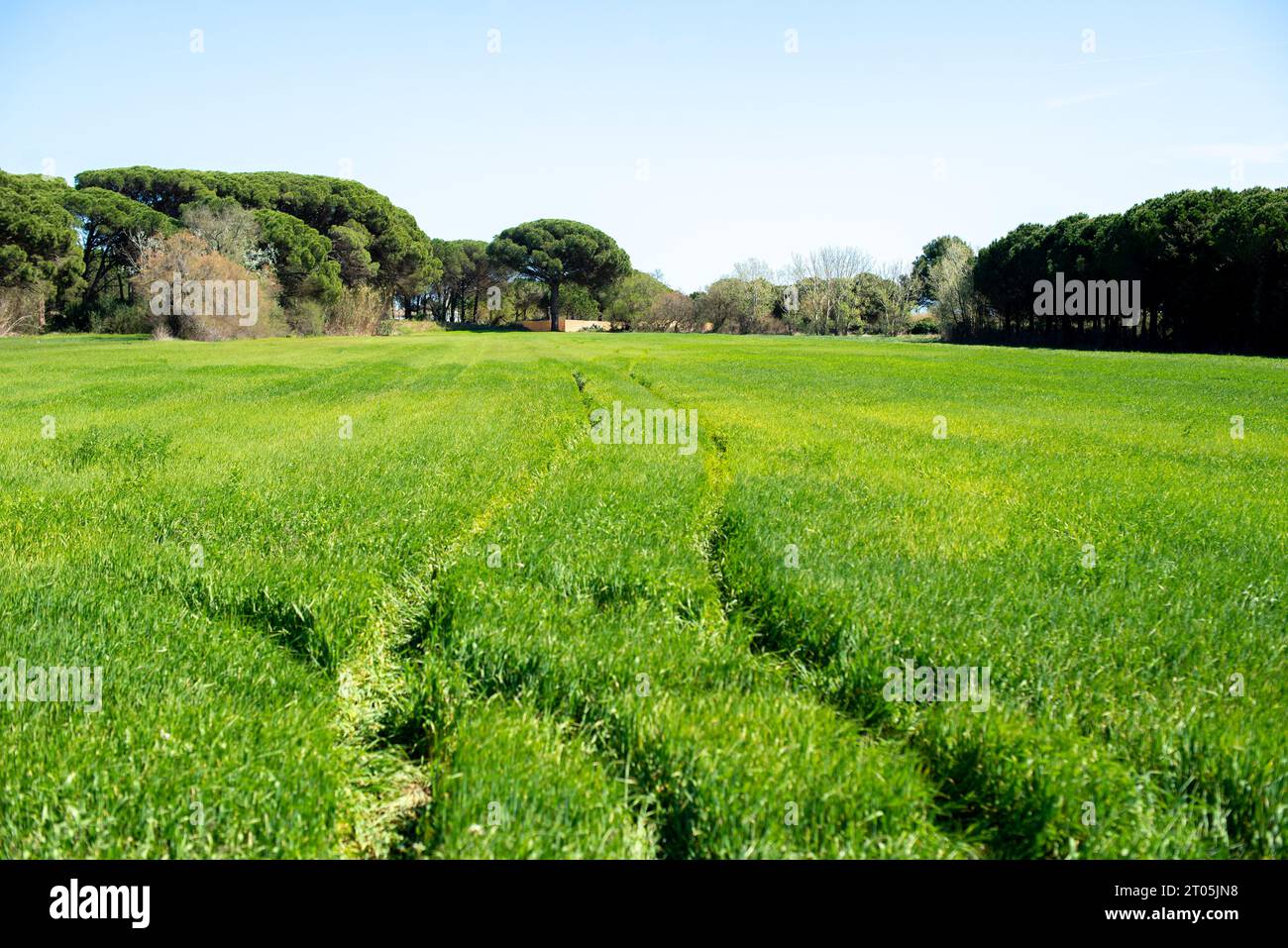 A sun-drenched grassy field with two distinct gravel paths traversing ...