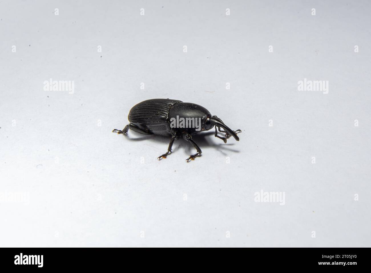 An isolated black beetle on a white background, extending its tongue ... An isolated black beetle on a white background, extending its tongue ...