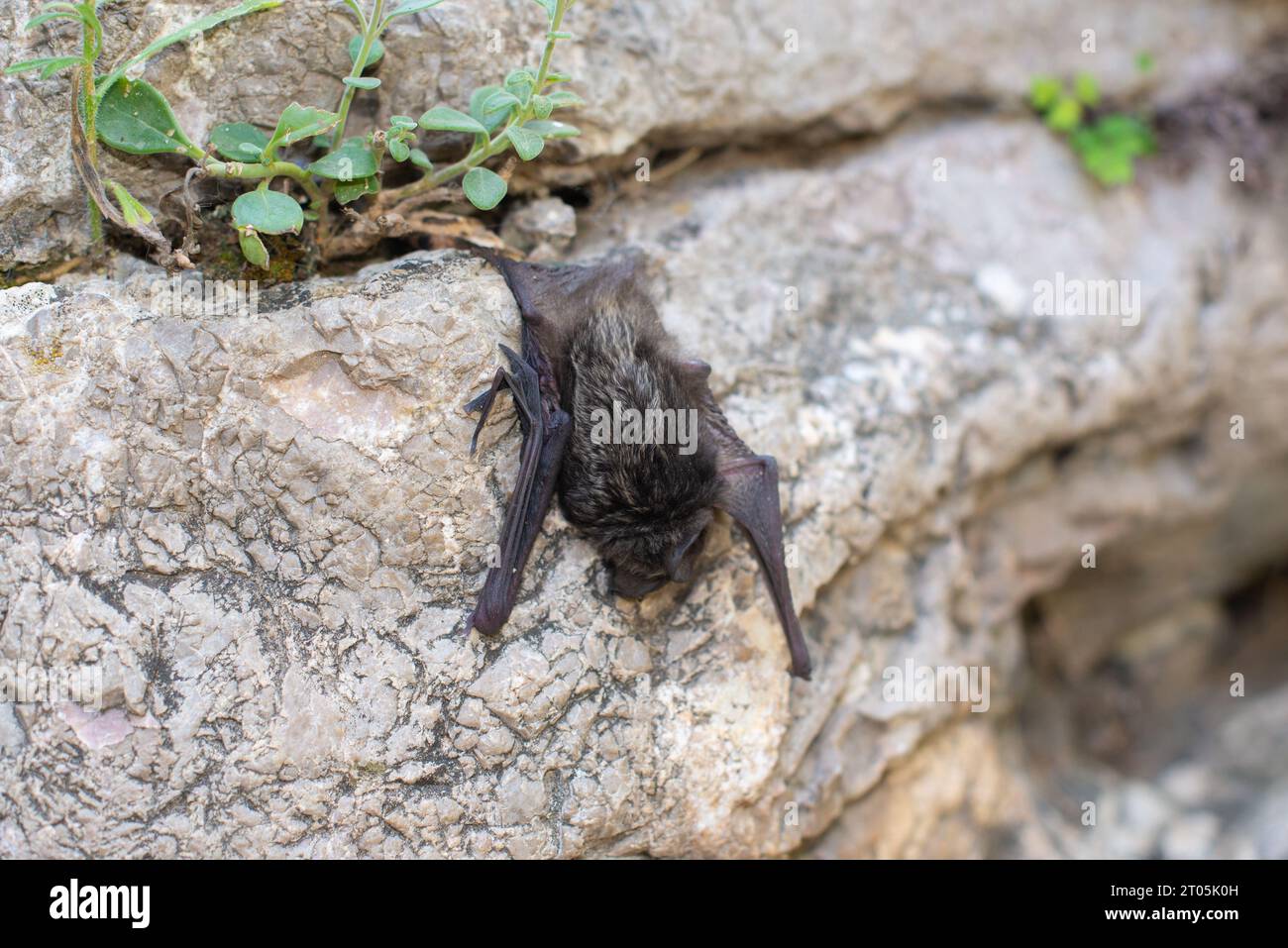 A deceased brown bat resting on a grey rock in a grassy area Stock ...