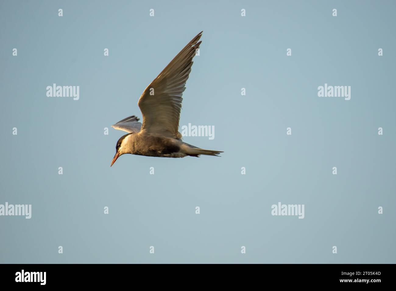 Bird wide hi-res stock photography and images - Alamy