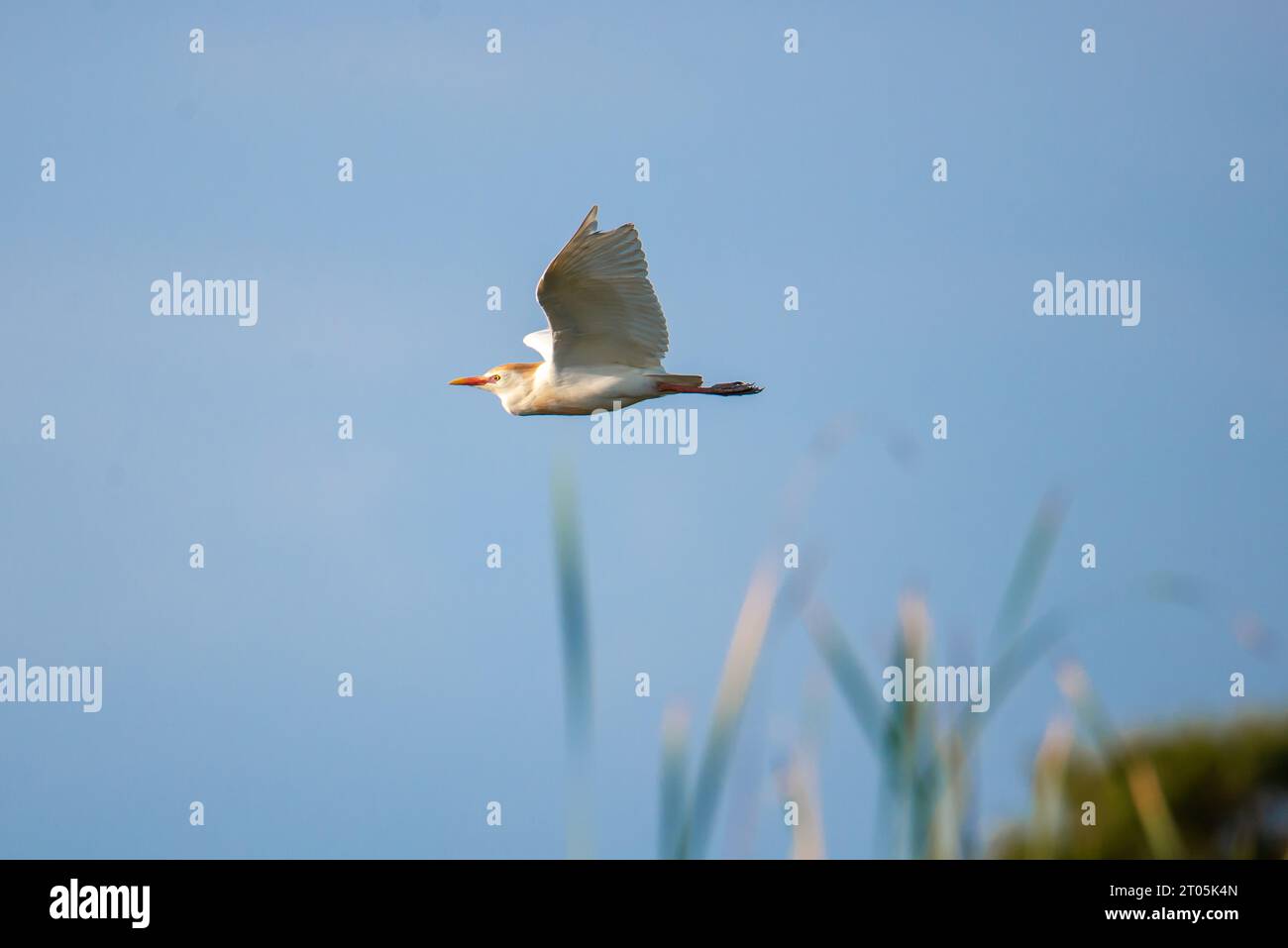 A majestic bird soaring through the air with its wings fully extended ...