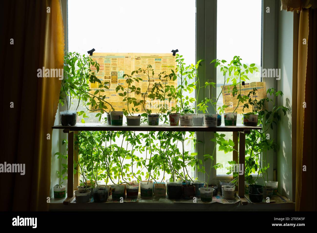 Tomato plants seedlings a lot on window sill on sunny spring day ...