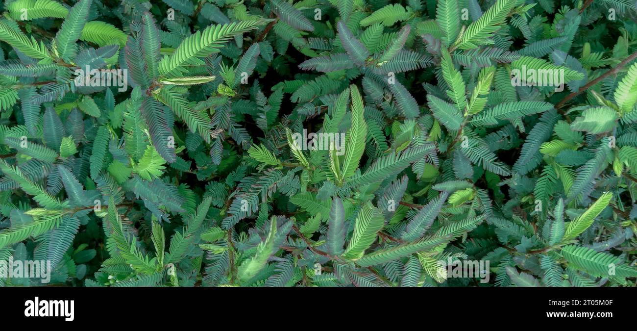 Mimosa green leaves. leaves background picture Stock Photo - Alamy