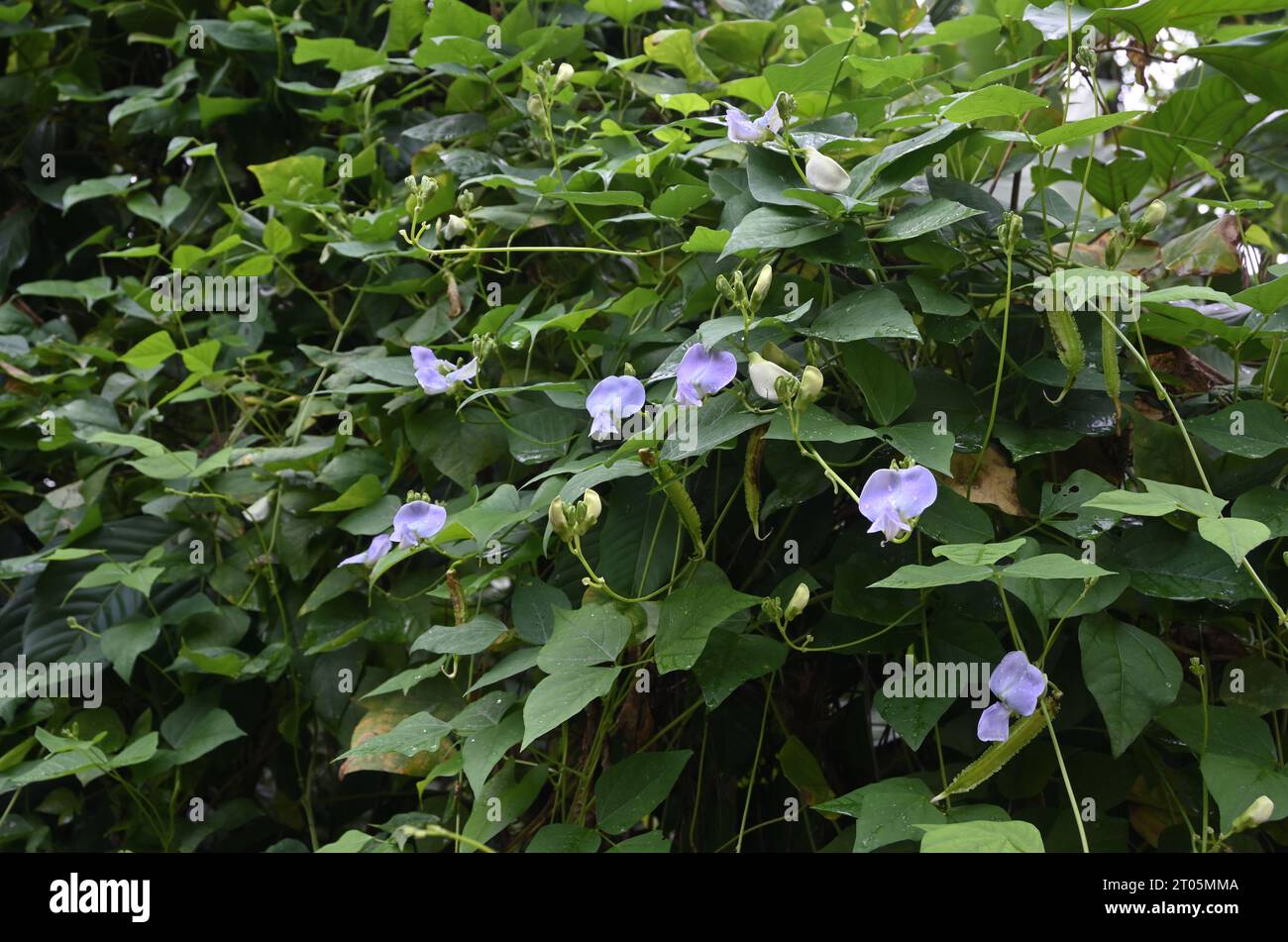 Angle view of a growing Winged bean vine (Psophocarpus Tetragonolobus ...