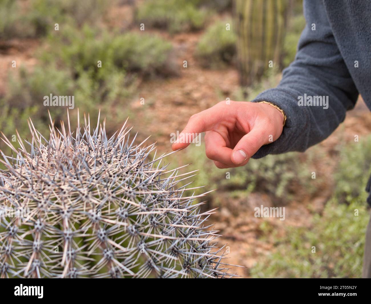 person touching a cactus with their hand at Saguaro National Park in ...