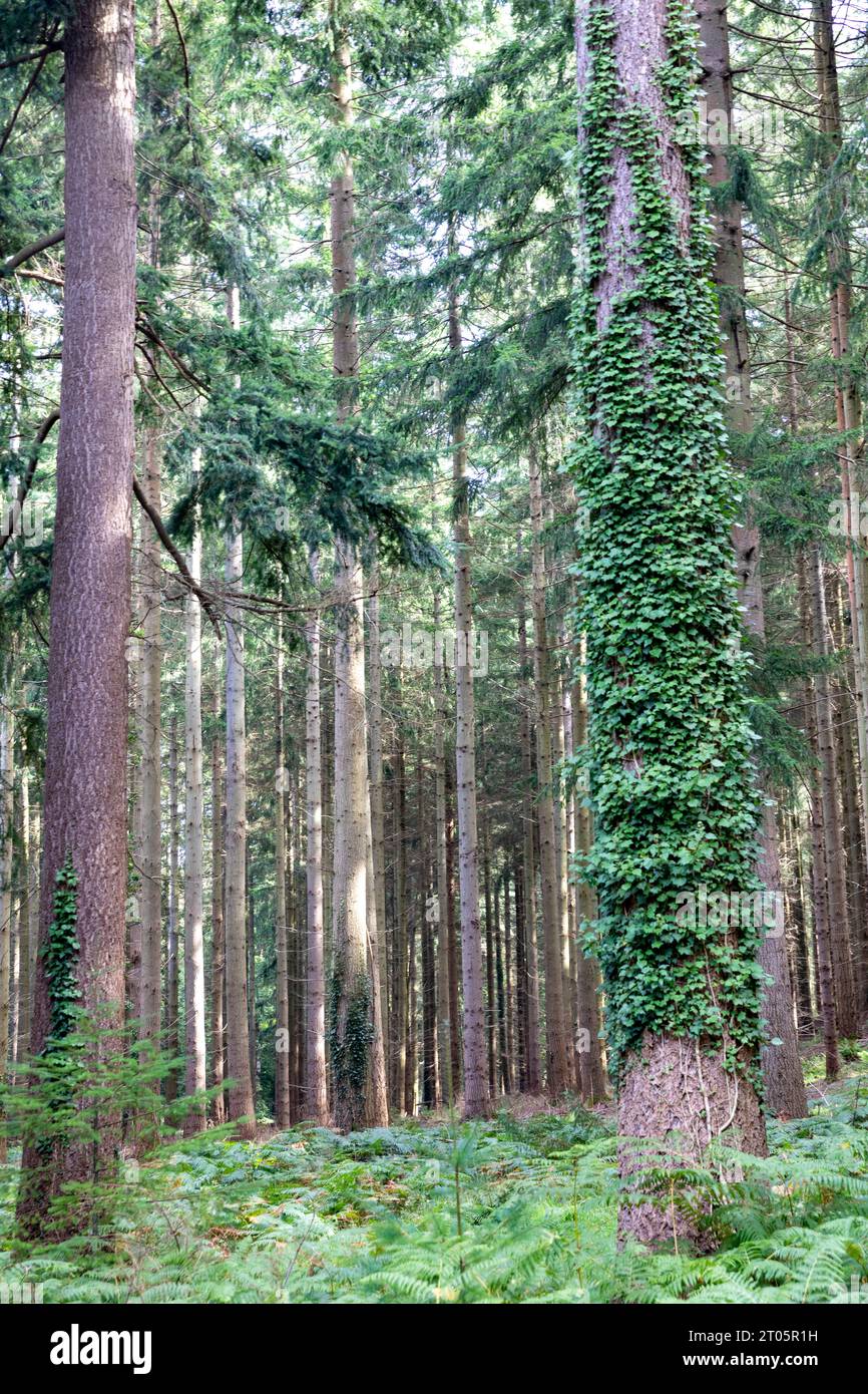 Wilverley Inclosure walking trail, a circular route through the woods ...