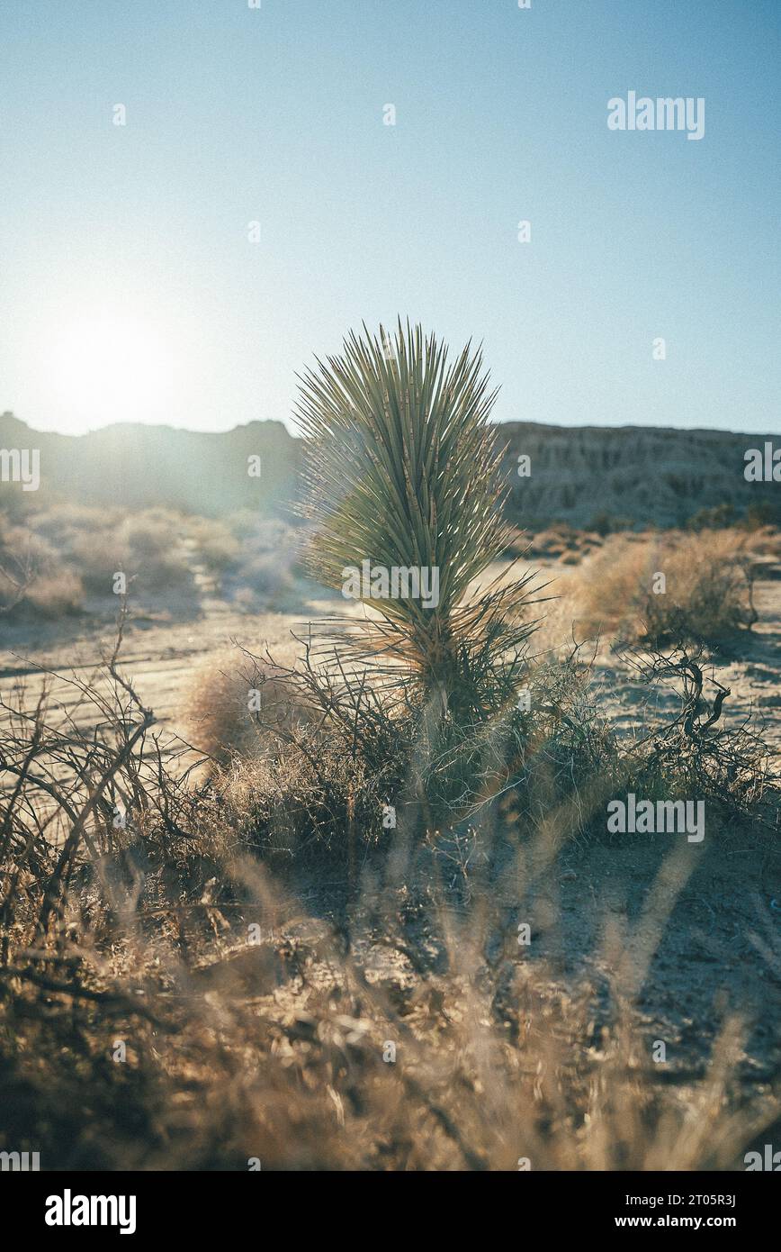 Mojave desert plant on the road in the desert in California USA Stock ...