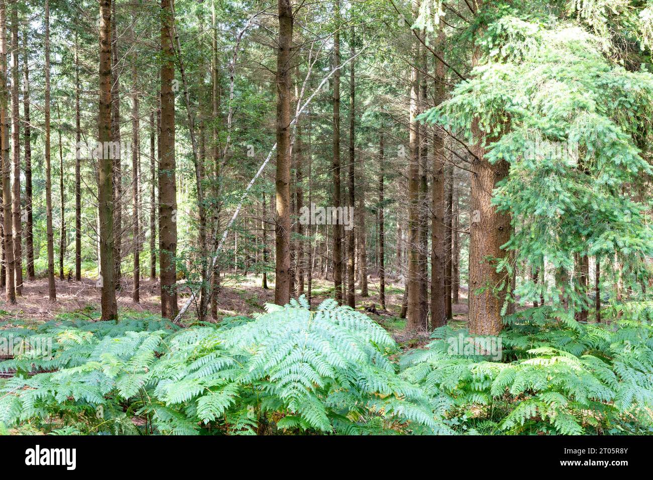 Wilverley Inclosure walking trail, a circular route through the woods ...